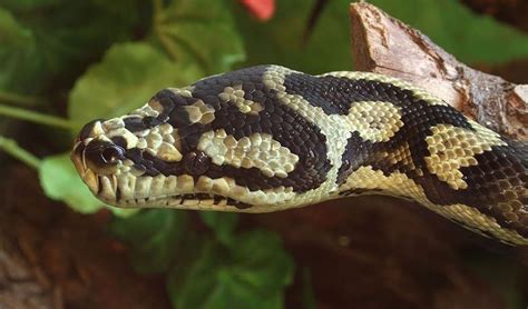 Python Archives Australian Geographic