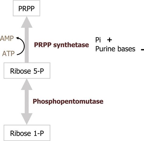 Pentose Phosphate Pathway Ppp Purine And Pyrimidine Metabolism