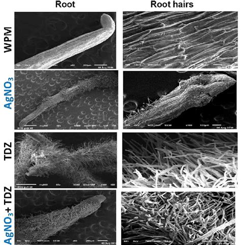 Hair Root Microscope Hair Root Microscope