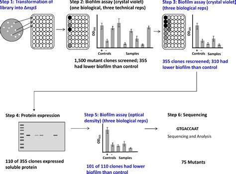 Figure 1 From A Mutagenic Screen Reveals Nsps Residues Important For