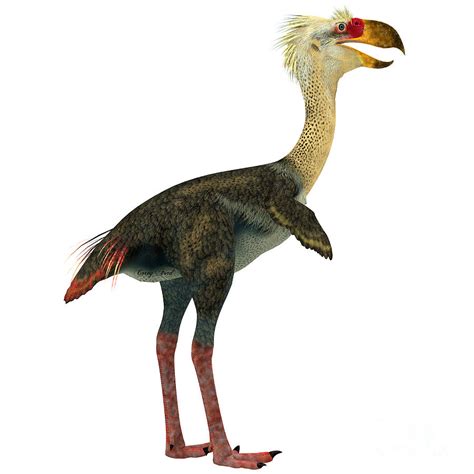 Phorusrhacos Bird On White Painting By Corey Ford Fine Art America