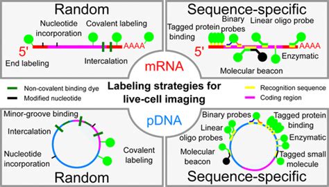 Plasmid Dna Strand