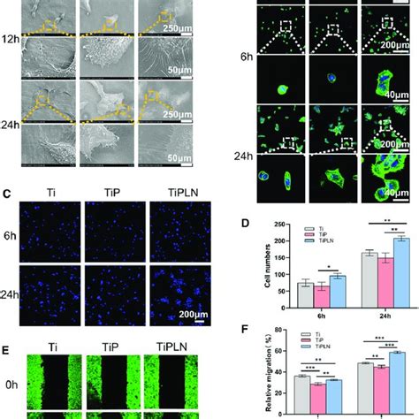 Immunofluorescence Staining And Semi Quantification Immunofluorescence Download Scientific