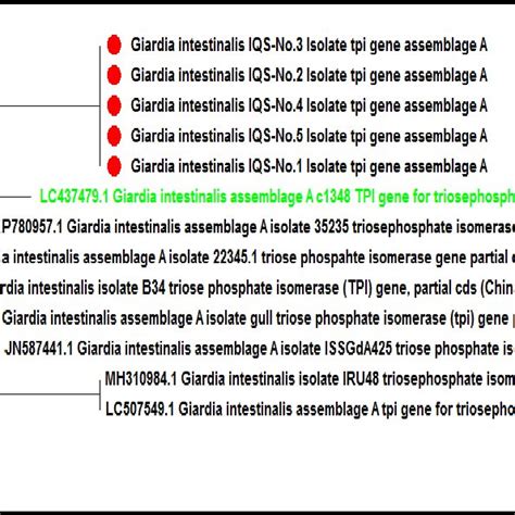 Phylogenetic Tree Analysis Based On Triose Phosphate Isomerase Tpi