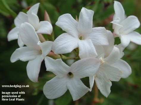 Jasmine Summer Flowering Jasminum Officinale Climbers Climbers