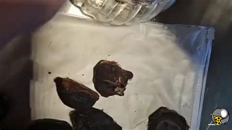 🔺مشک آهو این شکلیه👆 مشک از زیر شکم آهو خارج میشه فیلو