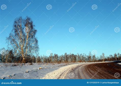 Paesaggio Di Inverno Gli Alberi Gelidi In Sentiero Forestale Nevoso