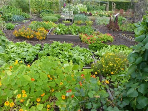 Companion Planting Chart For Vegetables Guide To Companion Planting
