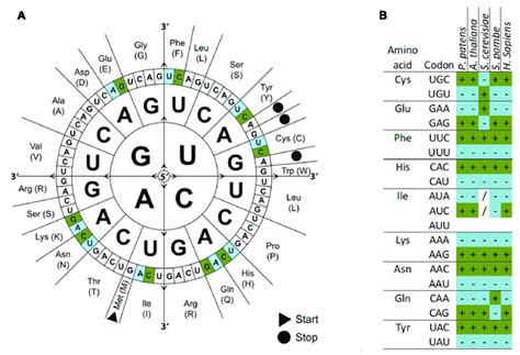 Gene Mutations Types Characteristics Examples And Summary