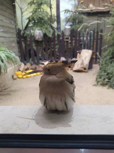 Help With Identifying Bird Rbirding