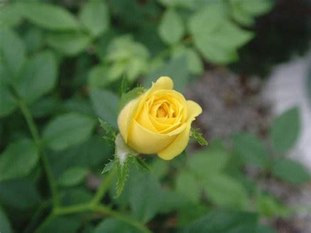 微型月季有哪些品种 花百科