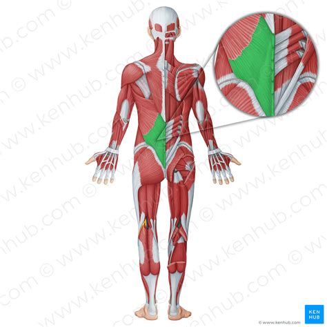 Thoracolumbar Fascia 18761 Kenhub Image License Store