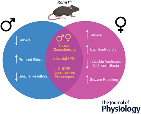 The Journal Of Physiology Wiley Online Library