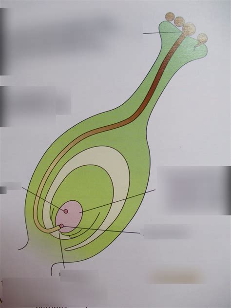 Pollination Leads To Fertilisation Biology Edexcel Gcse Section 3a Pg 198 Diagram Quizlet