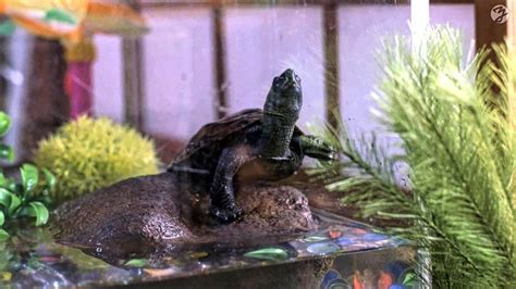 Turtle Identification Rturtles