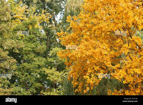 Trees With Green Yellow And Orange Leaves In Park Autumn Stock Photo Alamy