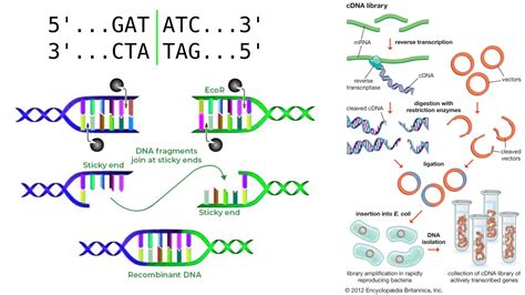 Hybridization Probes Definition Uses Preparation Types Biology Notes Online