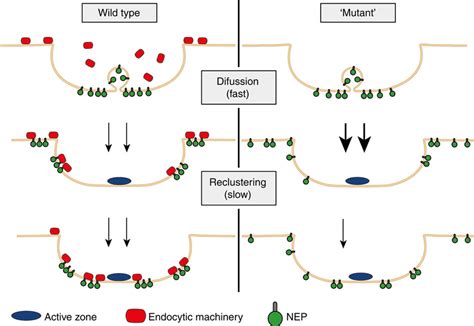 Model Of Protein Diffusion Confinement And Reclustering Schematic Download Scientific Diagram