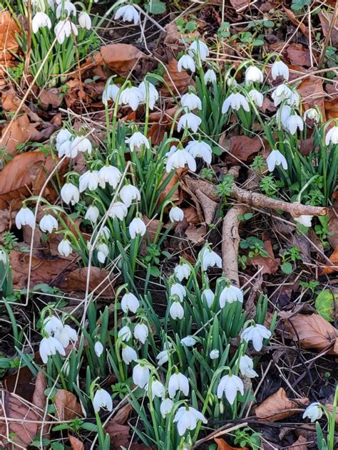Where To See Snowdrops In Norfolk