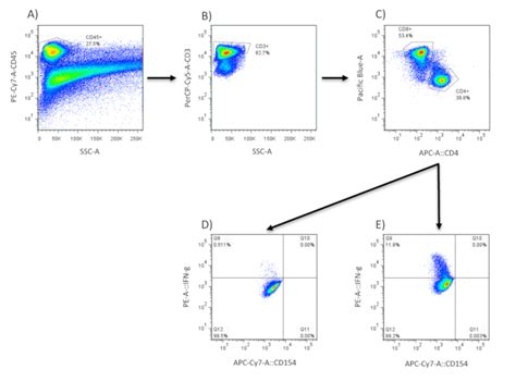 An In Vitro Technique To Stimulate Lymphocytes Via Pathogenic Bacteria