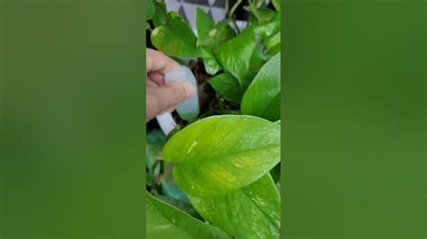 식물에 영양제를 주면 생기는 일 ~♡ 식물영양제 식물키우기 화초키우기 식물 화초키우기 Youtube