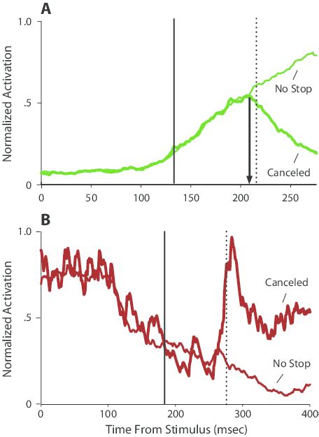 Relationship Between Frontal Eye Field Fef Neural Activity And