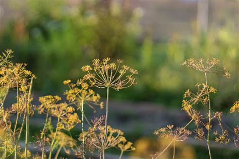 녹색 잔디의 배경에 딜 꽃 노란 향기로운 딜 꽃 여름 정원 따뜻한 계절을 테마로 생생한 일러스트 정원에서 자라는 딜 우산 꽃