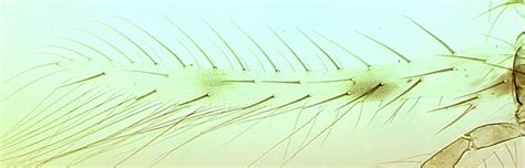 Thrips Of California Browse Species Scolothrips Sexmaculatus