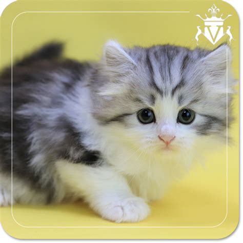 노르웨이숲 시바견수명 푸들무료분양 대전고양이분양 제페니스스피츠 강아지보호소 시바견특징 유기견분양 평택강아지분양 빅토리아펫 고양이분양 말티즈분양