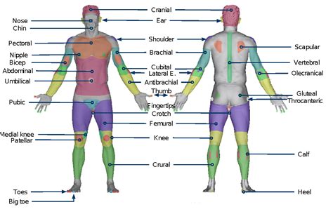 40 Label Body Regions