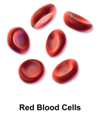 Erythrocytes Origin Structure Function Flashcards Quizlet