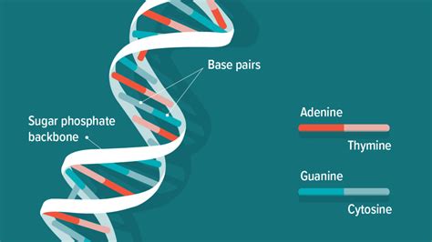DNA And Sex Determination Science Class PDF Download