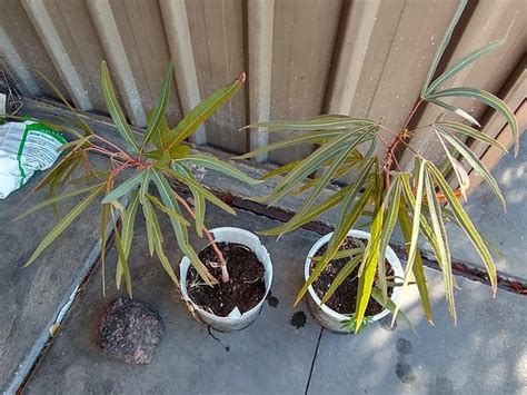 Help Needed To Identify These Tree Saplings Wa Raustralianplants