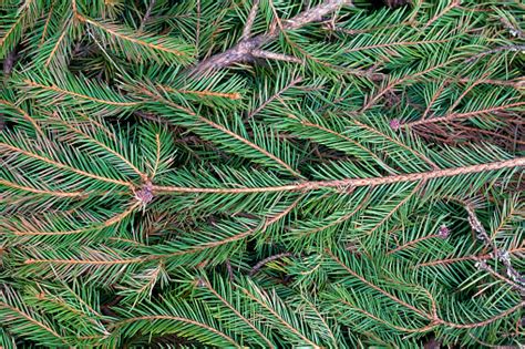 태양 밀도 신선한 녹색 자연 소나무 전나무 나무 가지에 의해 점화의 상위 뷰 그림을 닫습니다 크리스마스 테마 추상적인 배경 환경 보호 개념 0명에 대한 스톡 사진 및 기타