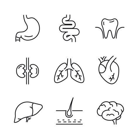 Brain And Heart Heart And Lungs Lung Anatomy Brain Icon Vector Art