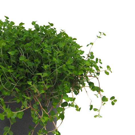 Soleirolia Soleirolii Helexine Fronda