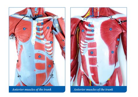 Anterior Muscles Of The Trunk Diagram Quizlet