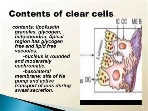 Adnexal Structures Of The Skin Pptx