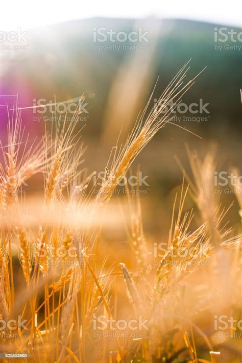 아름 다운 수평선과 아침에 일찍 일출과 푸른 하늘 배경에서 황금 밀 필드입니다 늦은 여름에 시간을 수확 경관에 대한 스톡 사진 및 기타 이미지 Istock