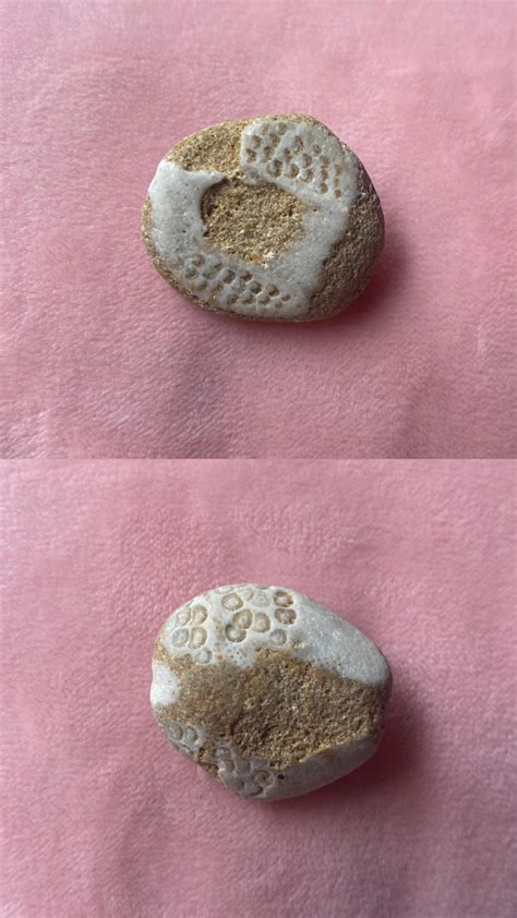 Help Identifying R Fossils