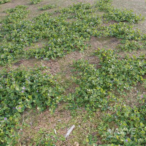 Stemodia Verticillata Grass 3d Model Download Maxve