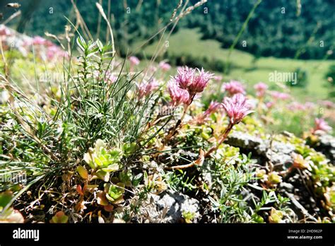 Caucasian Stonecrop Two Row Stonecrop Sedum Spurium On The Alpine