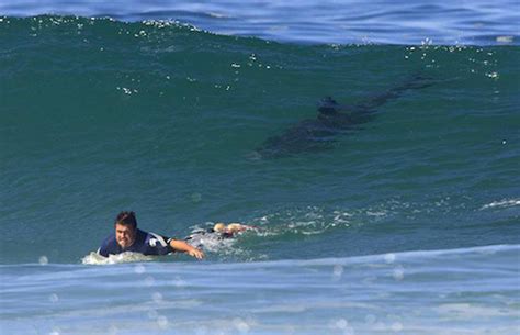 “theres A Cardinal Rule That You Dont Talk About Sharks If You Dont See It Its Not There
