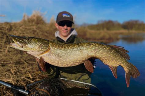 Westin Cup 2025 Grov Gedde Napper Agn Istedet For Rigtig Gedde Fisk