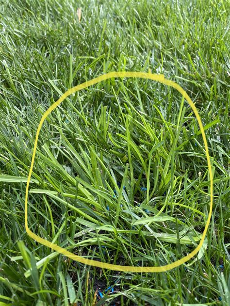 Is This Lighter Stuff Grass Or Some Weed Grows Different Patches Of