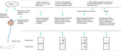 Neural Processes Underlying Different Types Of Motor Imagery 1a