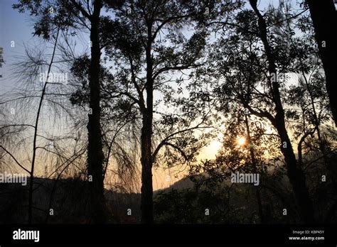 BEAUTIFUL SUNSET AND TREE SHADOW Stock Photo Alamy