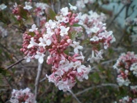 Dwarf Fragrant Viburnum Faller Landscape