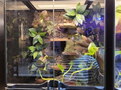 비바리움 뜻 만들기 테라리움 만들기 셀프로 가능 네이버 블로그
