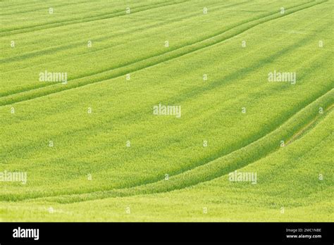 View Over A Grain Field Barley Hordeum Vulgare Tractor Tracks